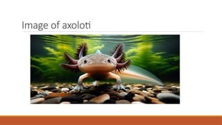 axolotian amphbia facinating creature in world | PPT