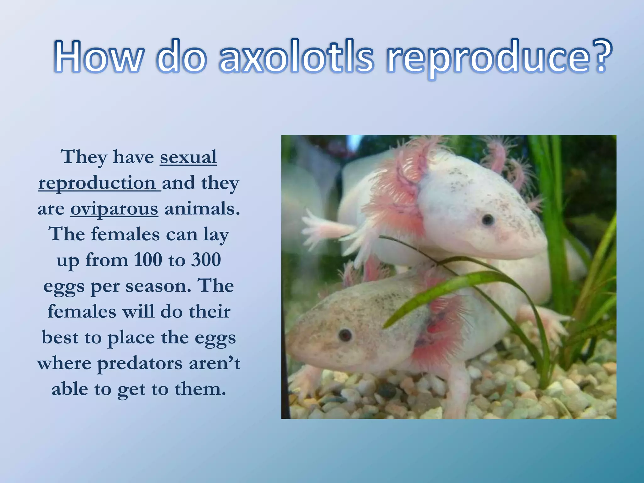 Axolotls | PPTX