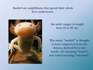 Axolotls | PPTX