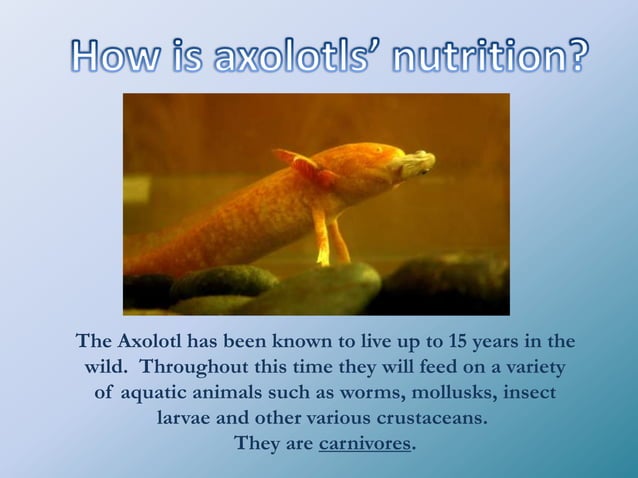 Axolotls | PPTX | Fish and Aquariums | Pets