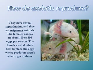 Axolotls | PPTX