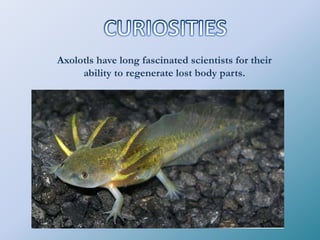 Axolotls | PPTX