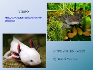 Axolotls | PPTX