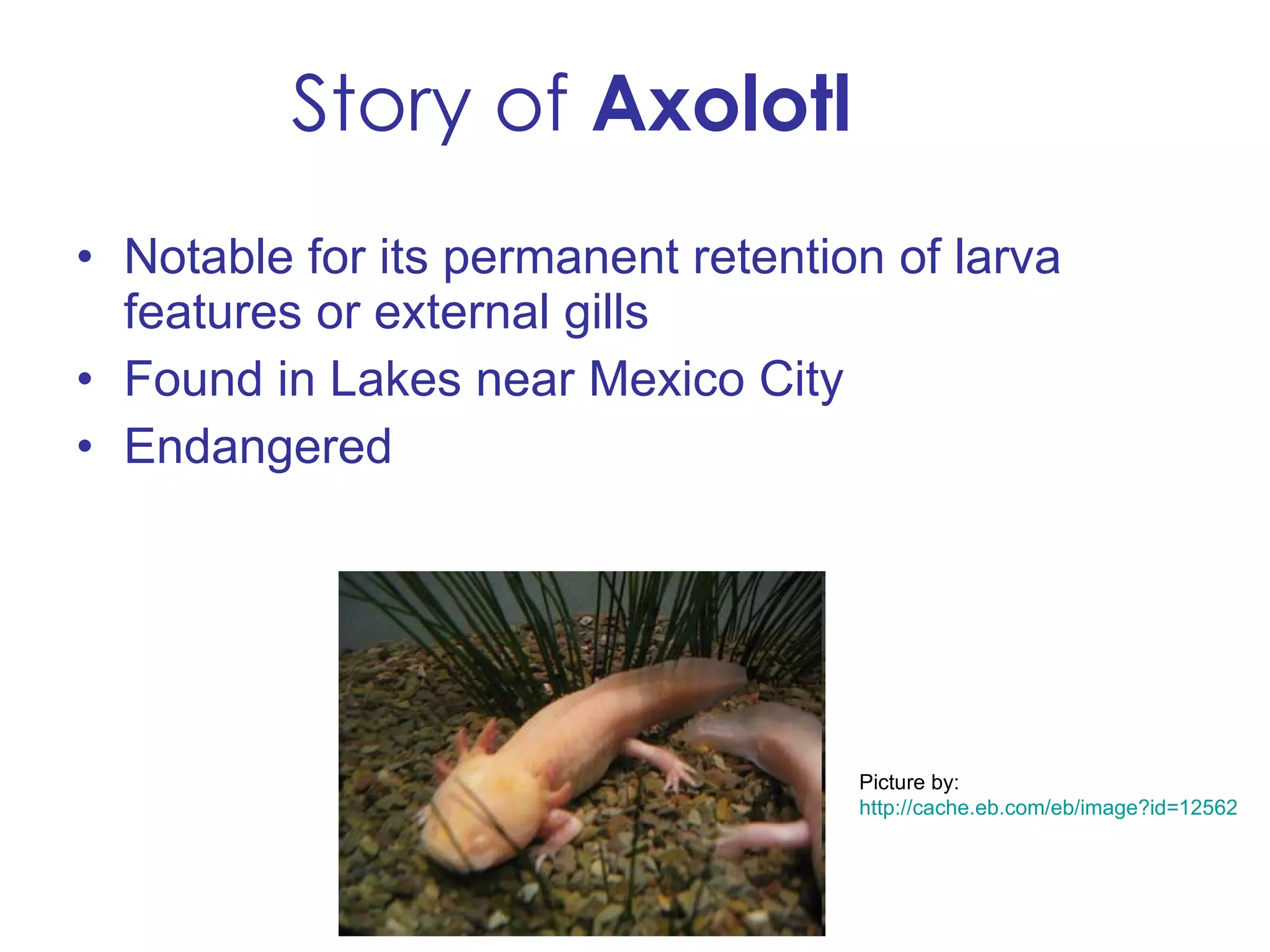 Axolotl slide show | PPT