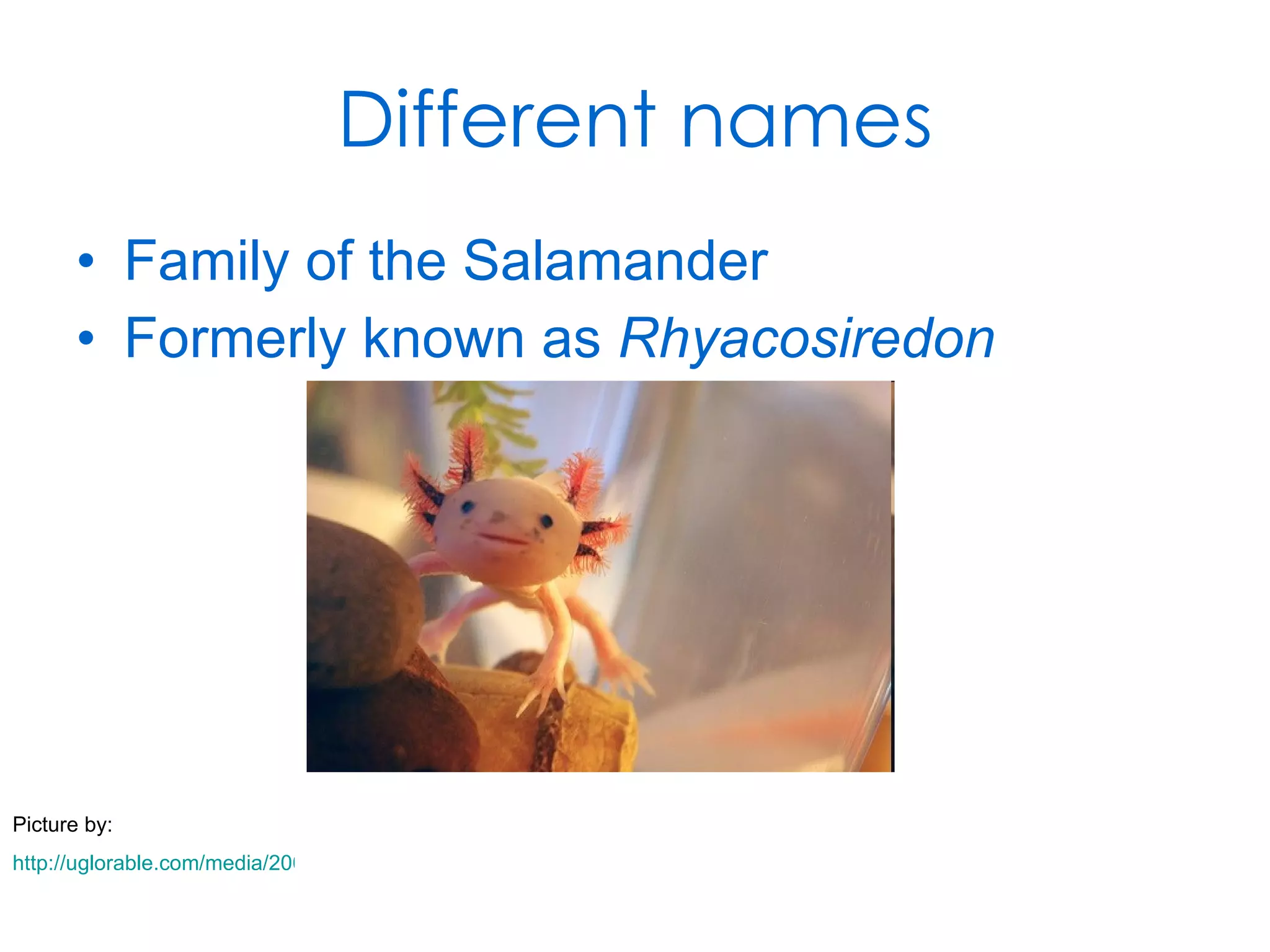 Axolotl slide show | PPT