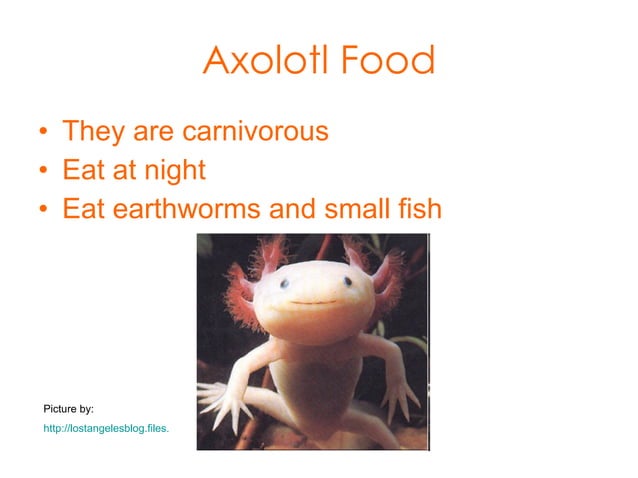 Axolotl slide show | PPT