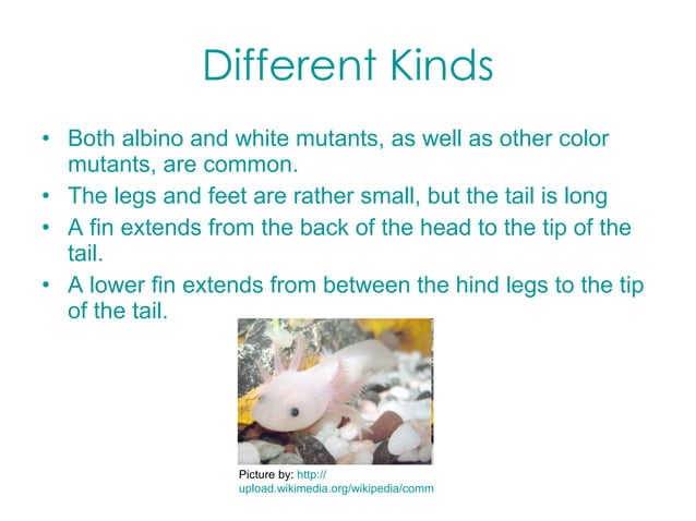 Axolotl slide show | PPT