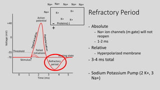 The Action Potential | PPTX