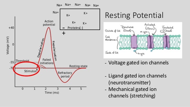 The Action Potential