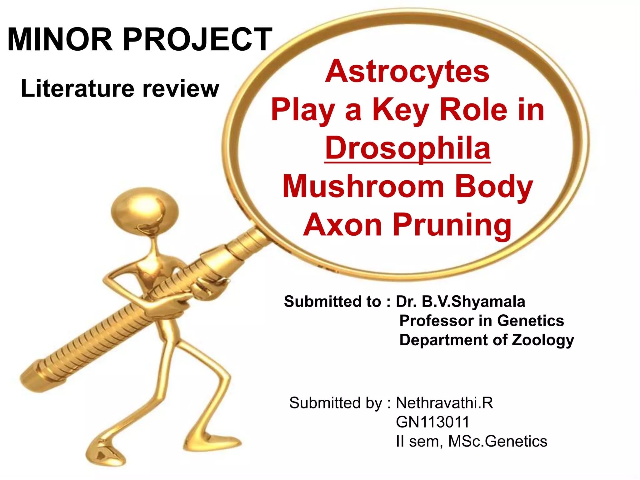 Astrocytes Play a Key Role in Drosophila Mushroom Body Axon Pruning | PPTX