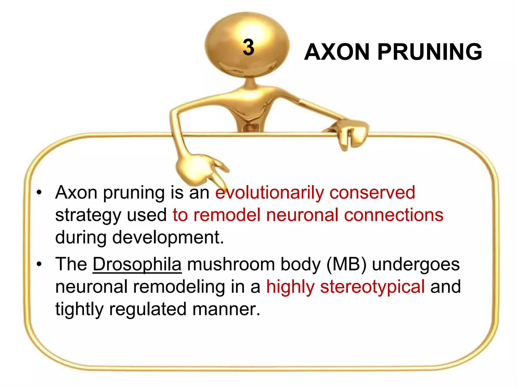 Astrocytes Play a Key Role in Drosophila Mushroom Body Axon Pruning | PPTX