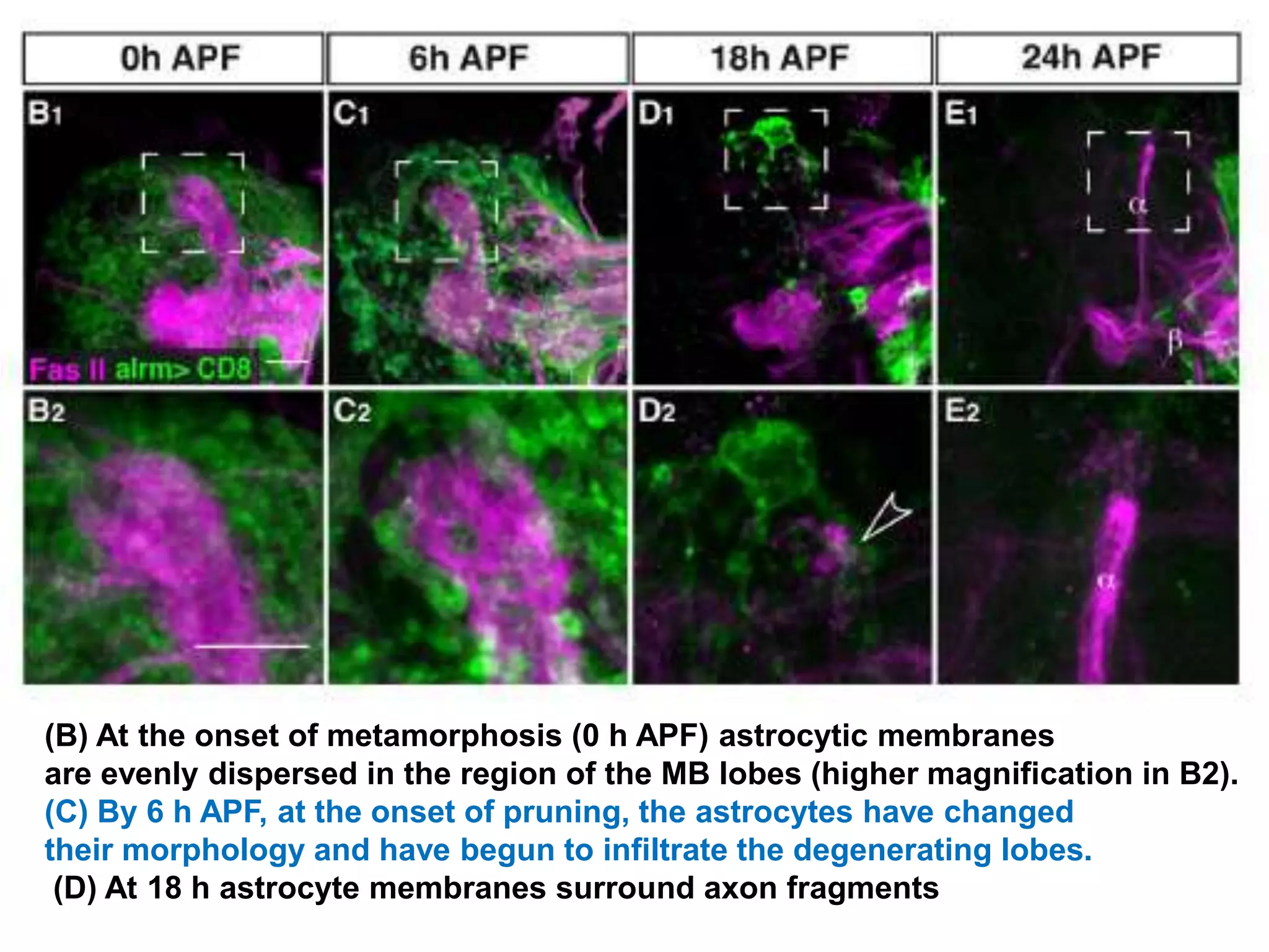 Astrocytes Play a Key Role in Drosophila Mushroom Body Axon Pruning | PPTX