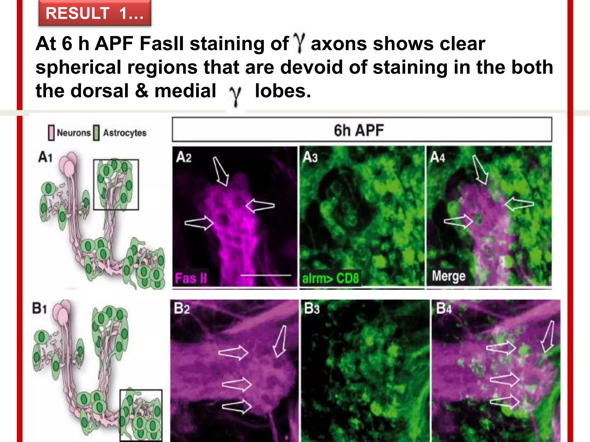 Astrocytes Play a Key Role in Drosophila Mushroom Body Axon Pruning | PPTX