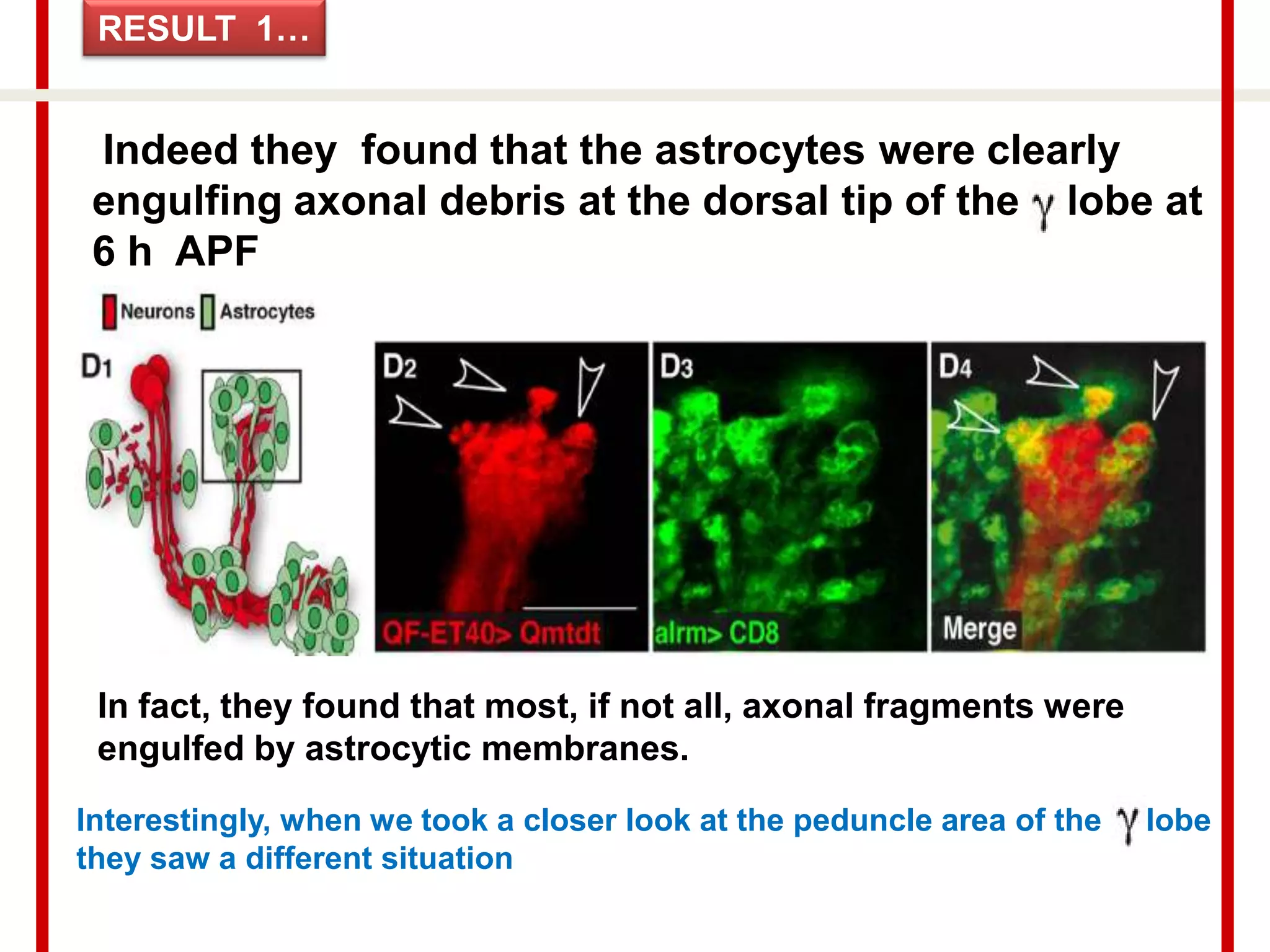 Astrocytes Play a Key Role in Drosophila Mushroom Body Axon Pruning | PPTX