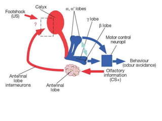 Astrocytes Play a Key Role in Drosophila Mushroom Body Axon Pruning | PPTX