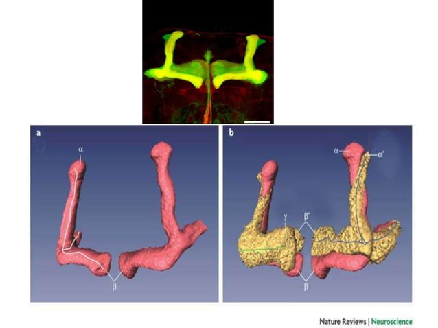 Astrocytes Play a Key Role in Drosophila Mushroom Body Axon Pruning | PPT