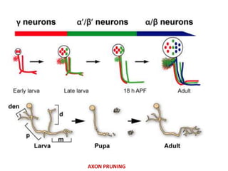 Astrocytes Play a Key Role in Drosophila Mushroom Body Axon Pruning | PPTX