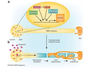 Astrocytes Play a Key Role in Drosophila Mushroom Body Axon Pruning | PPTX