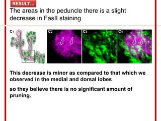 Astrocytes Play a Key Role in Drosophila Mushroom Body Axon Pruning | PPTX