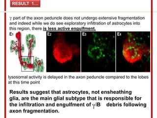 Astrocytes Play a Key Role in Drosophila Mushroom Body Axon Pruning | PPTX