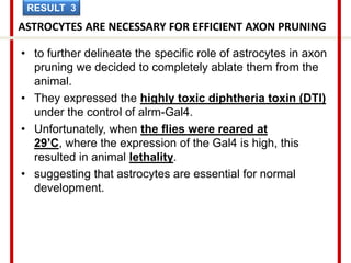 Astrocytes Play a Key Role in Drosophila Mushroom Body Axon Pruning | PPTX
