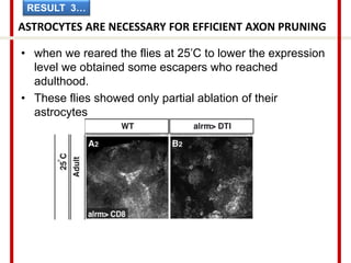 Astrocytes Play a Key Role in Drosophila Mushroom Body Axon Pruning | PPTX