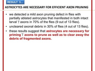 Astrocytes Play a Key Role in Drosophila Mushroom Body Axon Pruning | PPTX