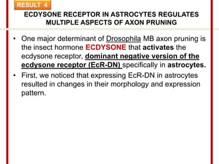 Astrocytes Play a Key Role in Drosophila Mushroom Body Axon Pruning | PPTX