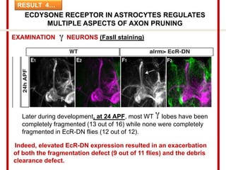 Astrocytes Play a Key Role in Drosophila Mushroom Body Axon Pruning | PPTX