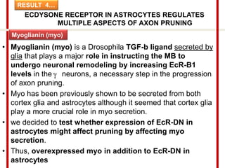 Astrocytes Play a Key Role in Drosophila Mushroom Body Axon Pruning | PPTX