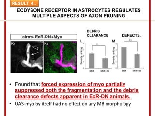 Astrocytes Play a Key Role in Drosophila Mushroom Body Axon Pruning | PPTX
