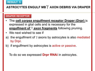 Astrocytes Play a Key Role in Drosophila Mushroom Body Axon Pruning | PPTX