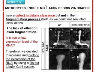 Astrocytes Play a Key Role in Drosophila Mushroom Body Axon Pruning | PPTX
