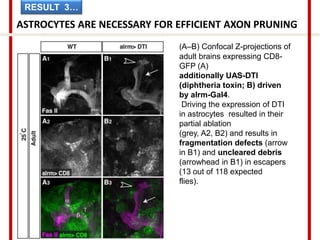 Astrocytes Play a Key Role in Drosophila Mushroom Body Axon Pruning | PPT