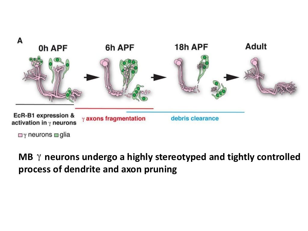 Astrocytes Play a Key Role in Drosophila Mushroom Body Axon Pruning