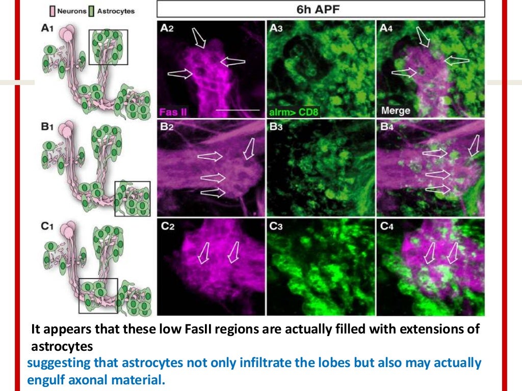 Astrocytes Play a Key Role in Drosophila Mushroom Body Axon Pruning