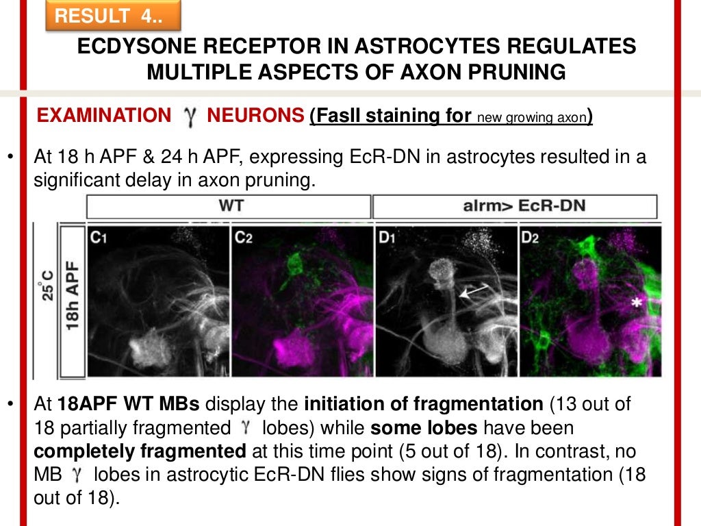 Astrocytes Play a Key Role in Drosophila Mushroom Body Axon Pruning