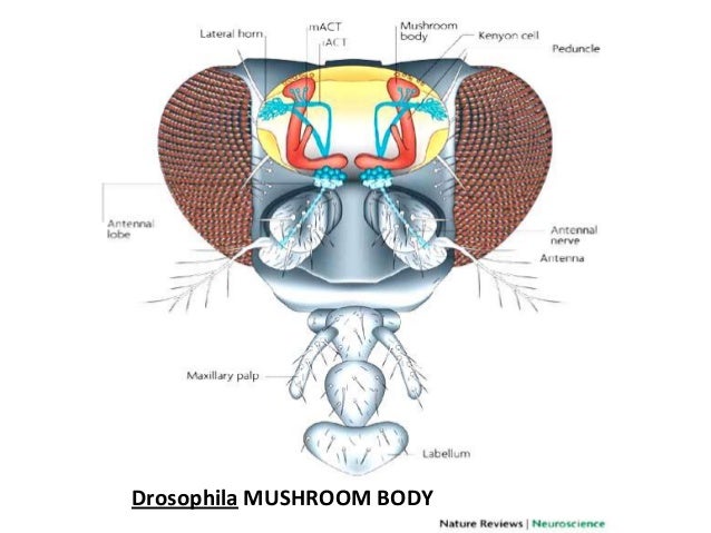 Astrocytes Play a Key Role in Drosophila Mushroom Body Axon Pruning