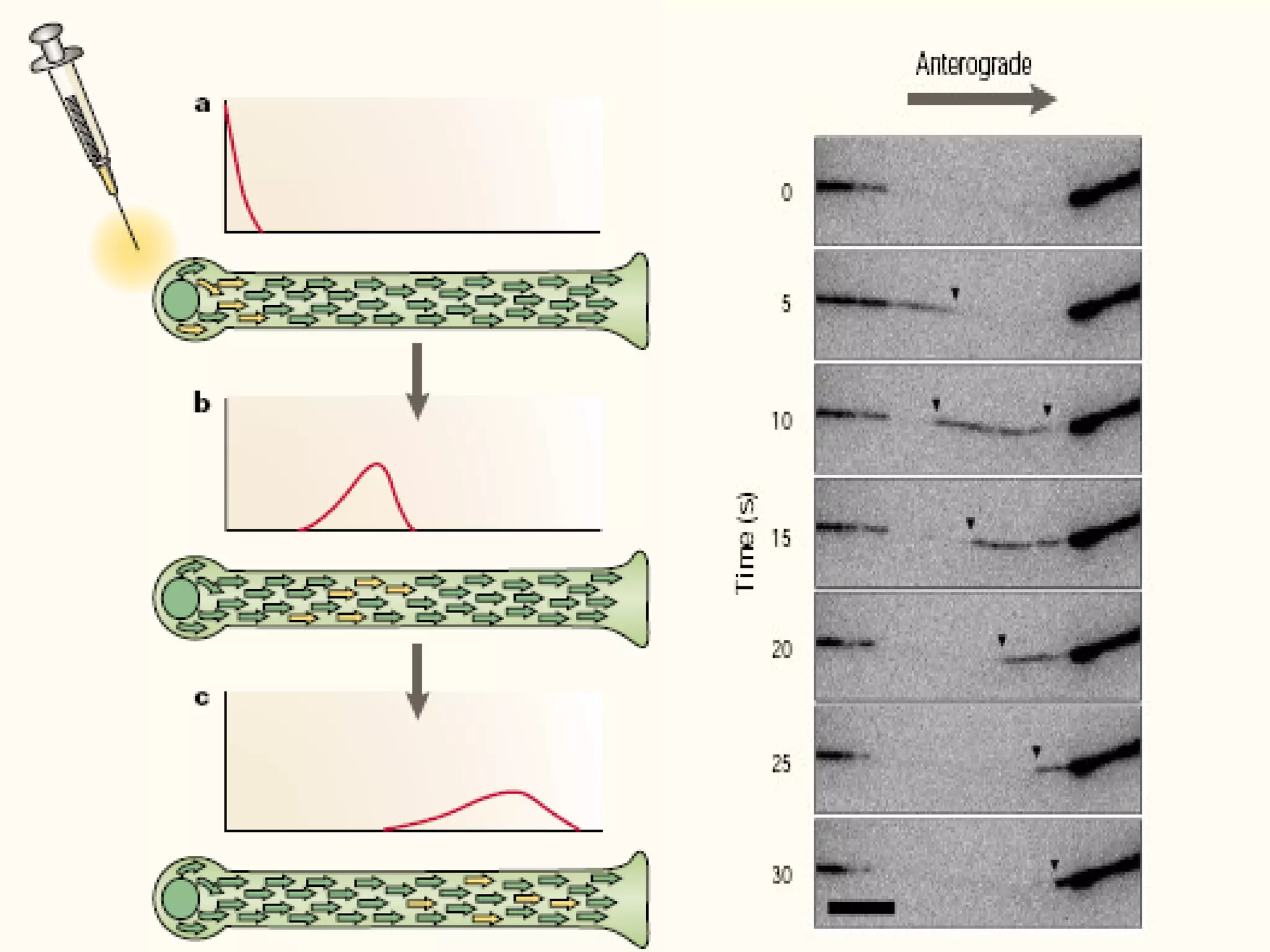 Axoplasmic flow in Axons - Mechanisms and Applications in Clinical ...