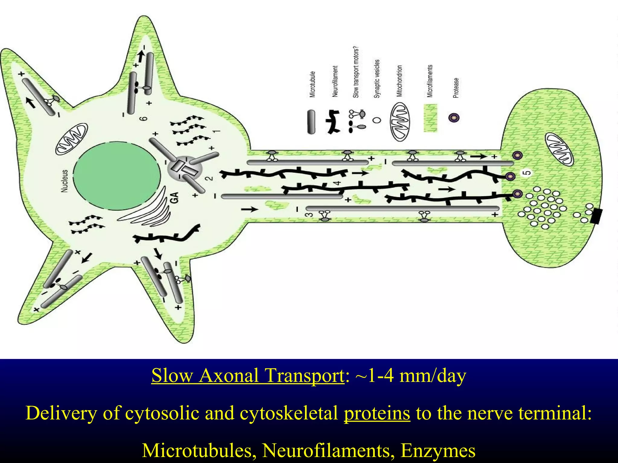 Axoplasmic flow in Axons - Mechanisms and Applications in Clinical ...