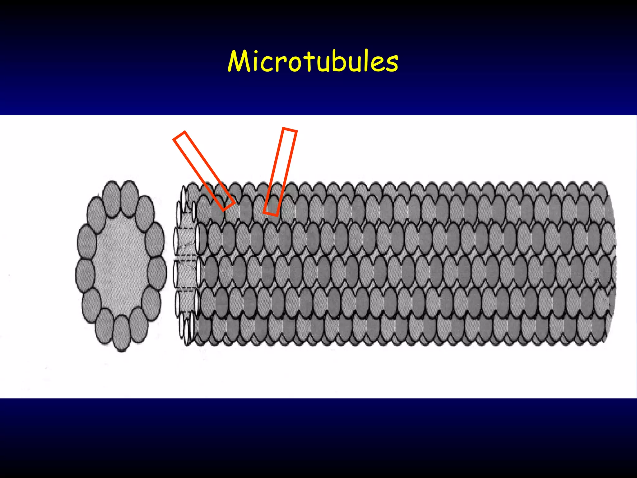 Axoplasmic flow in Axons - Mechanisms and Applications in Clinical ...