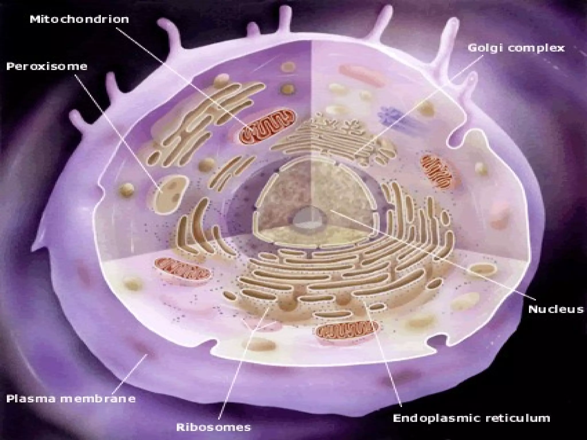 Axoplasmic flow in Axons - Mechanisms and Applications in Clinical ...