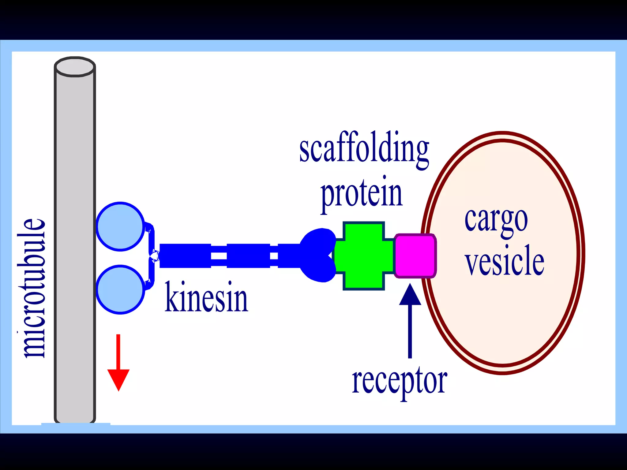 Axoplasmic flow in Axons - Mechanisms and Applications in Clinical ...