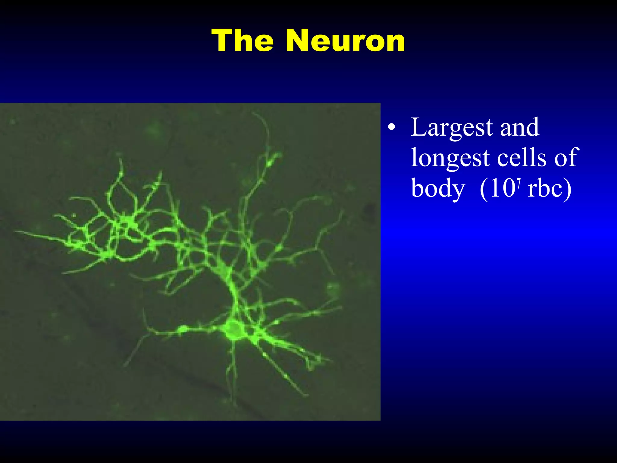 Axoplasmic flow in Axons - Mechanisms and Applications in Clinical ...