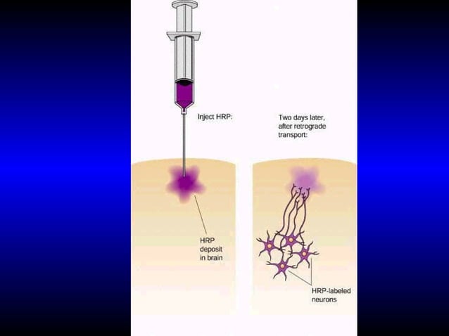 Axoplasmic flow in Axons - Mechanisms and Applications in Clinical ...