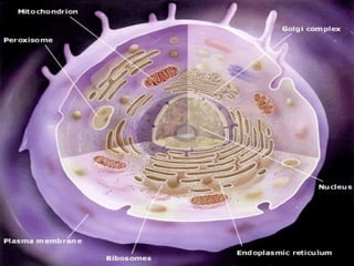 Axoplasmic flow in Axons - Mechanisms and Applications in Clinical ...