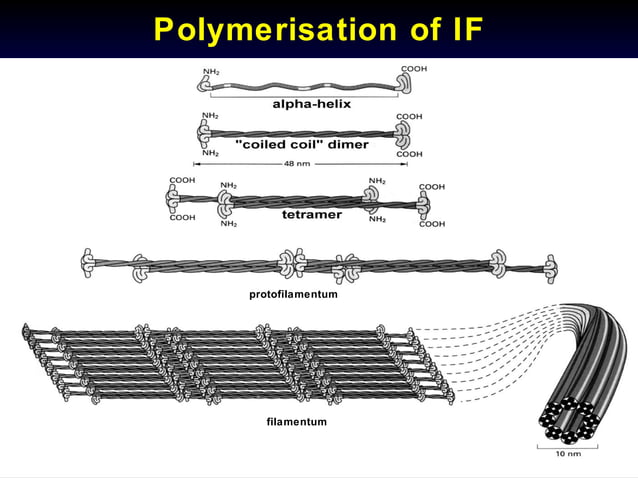 Axoplasmic flow in Axons - Mechanisms and Applications in Clinical ...