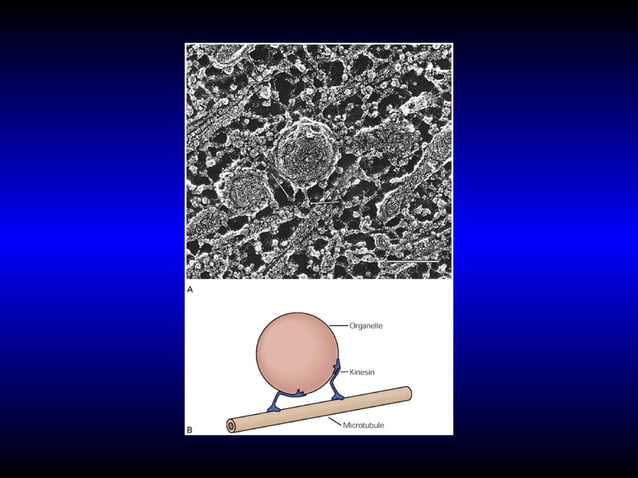 Axoplasmic flow in Axons - Mechanisms and Applications in Clinical ...