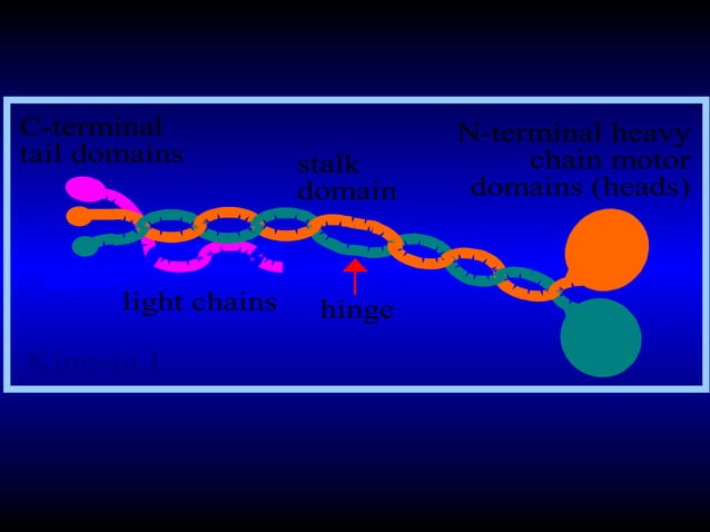 Axoplasmic flow in Axons - Mechanisms and Applications in Clinical ...
