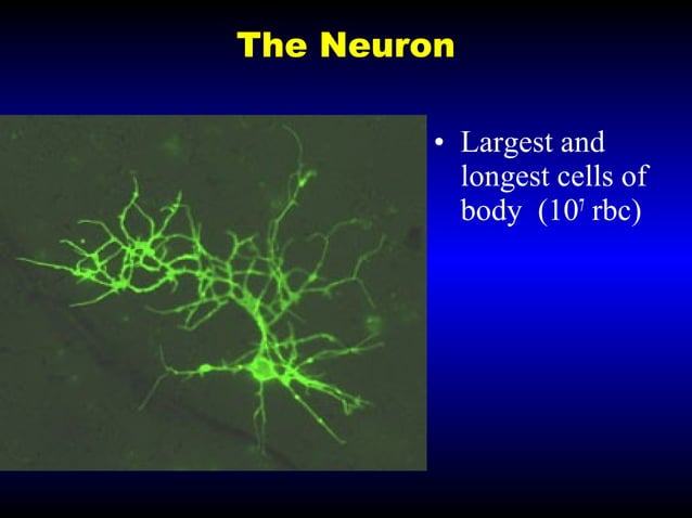 Axoplasmic flow in Axons - Mechanisms and Applications in Clinical ...